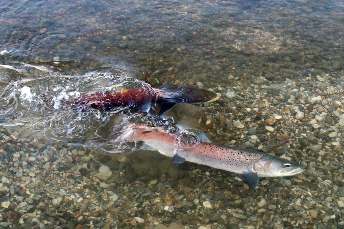 The Huchen (Hucho hucho) | Save the Blue Heart of Europe