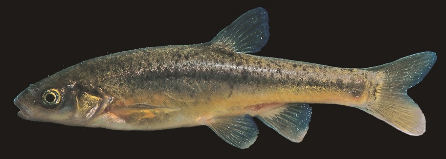 Biodiversity Hotspot | Save the Blue Heart of Europe