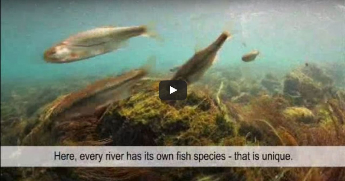 Balkan Rivers Short Films Now Available! | Save the Blue Heart of Europe